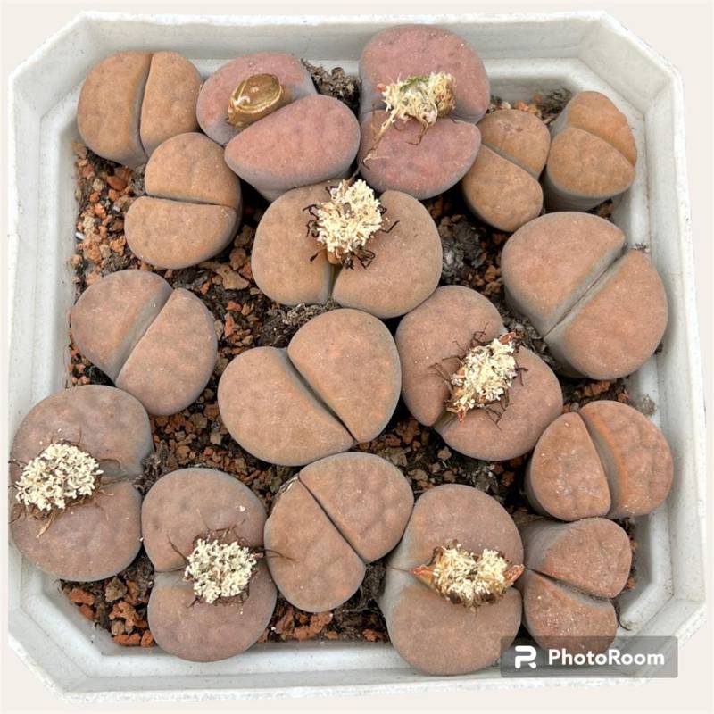 Lithops | Discover Rare Succulent Plants at Vivian Lithops Garden